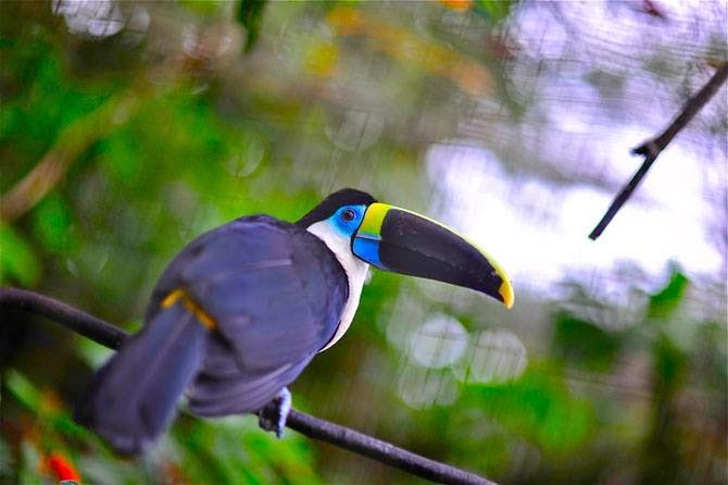 Cipactli Organización Ecológica y Sustentable : Tucán del Amazonas