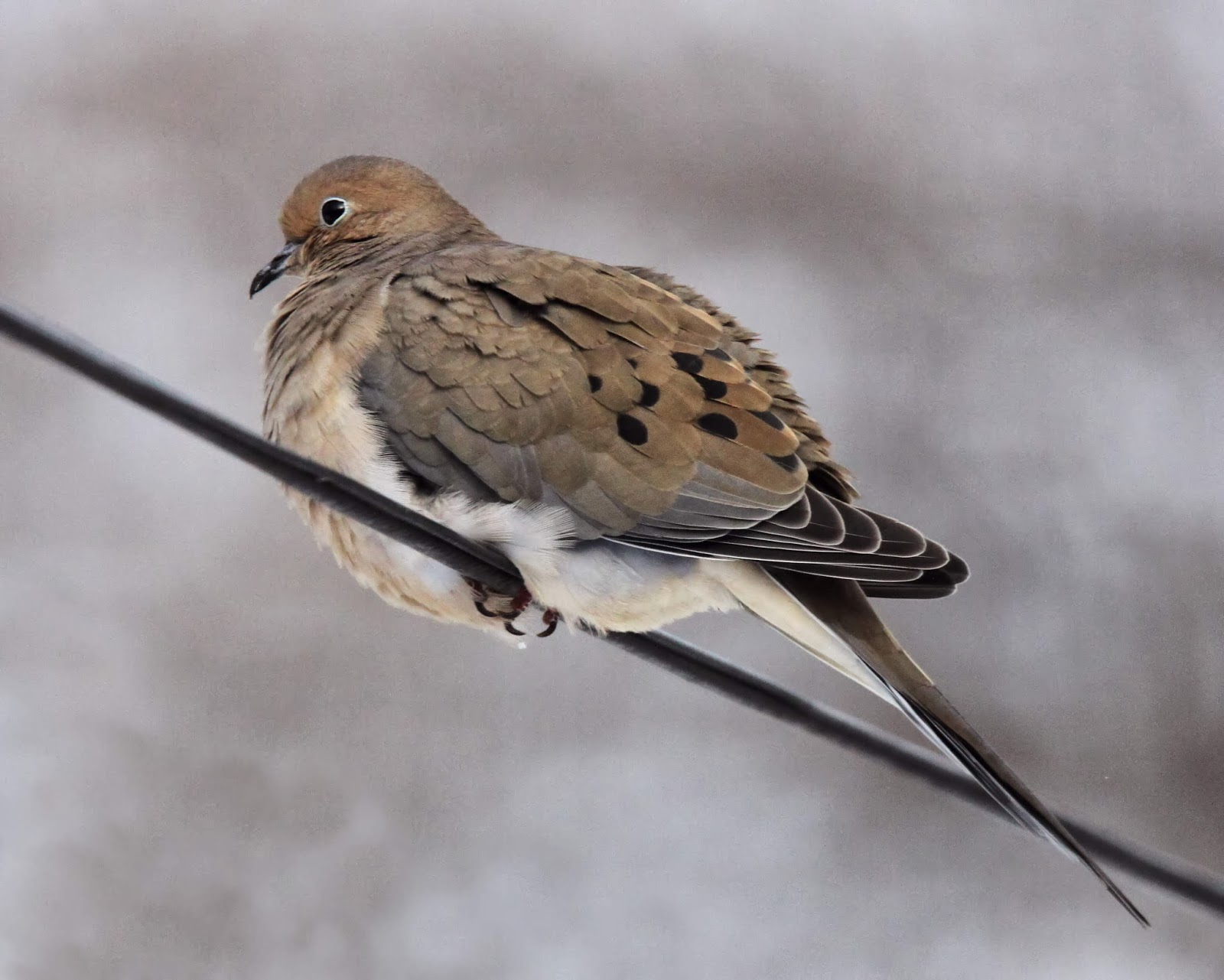 Birds from Behind : ...meanwhile, back in the garden...