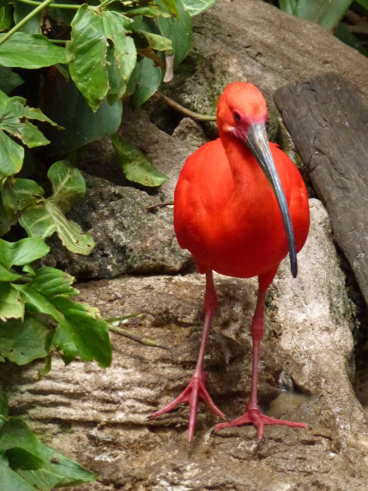 "Bermuda Zoo and Aquarium" by Elizabeth