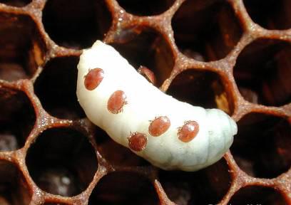 Varroa Destructor ~ ARICILIK