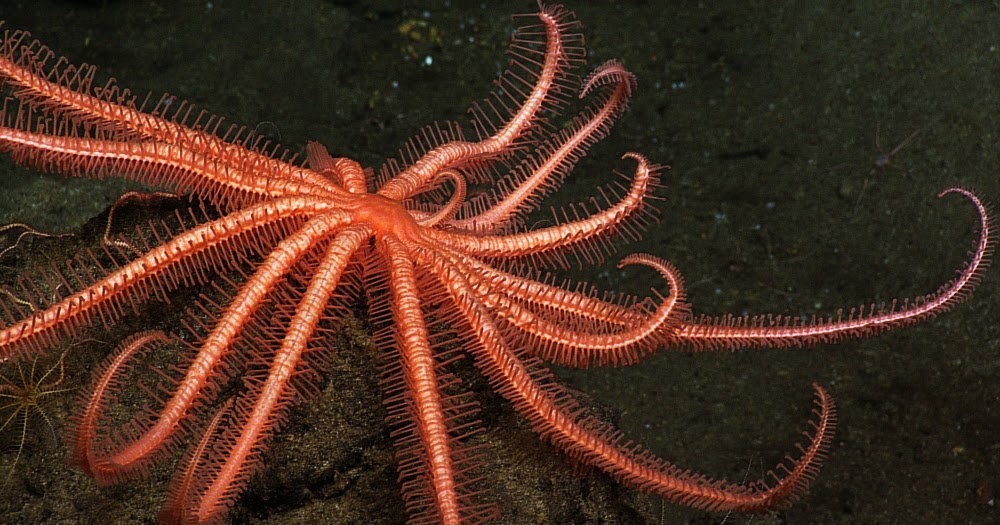 Real Monstrosities: Brisingid Starfish
