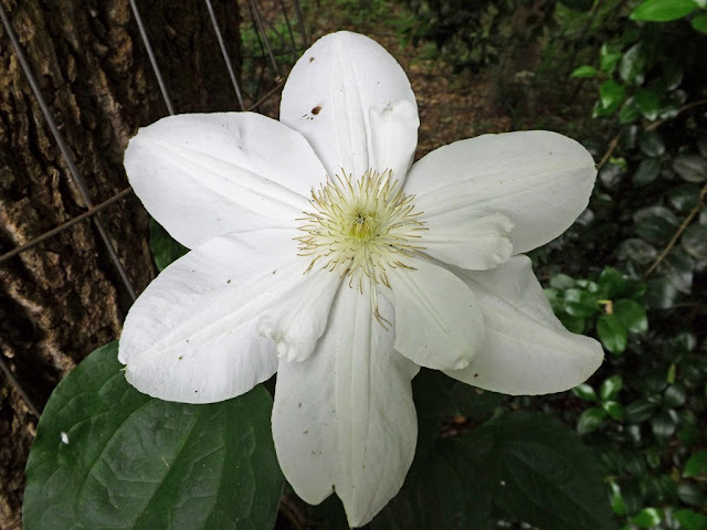 MARIETTE'S BACK TO BASICS: {Our 2013 Clematis lanuginosa 'Candida'}