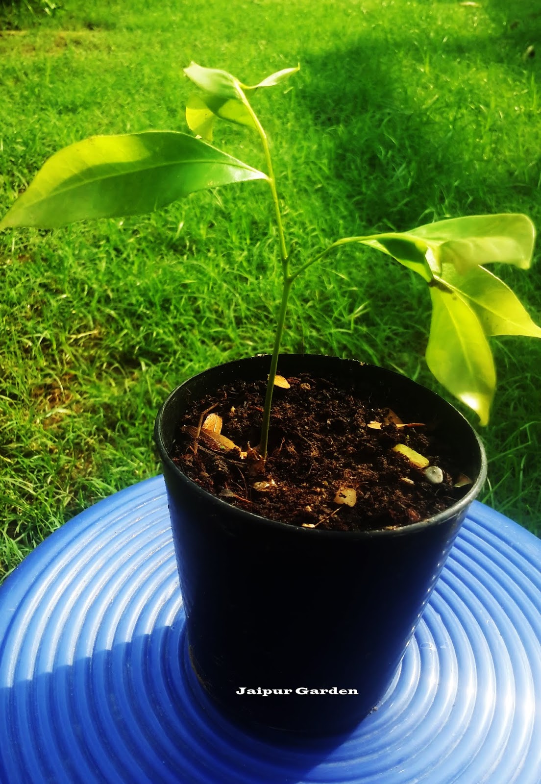 Jaipur Garden: Grow lychee plant from its seeds