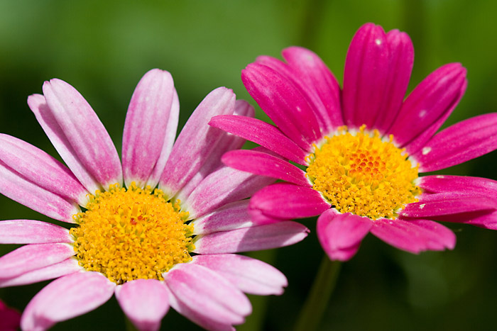 Canada Floral Delivery Blog: Fun Facts About Daisies