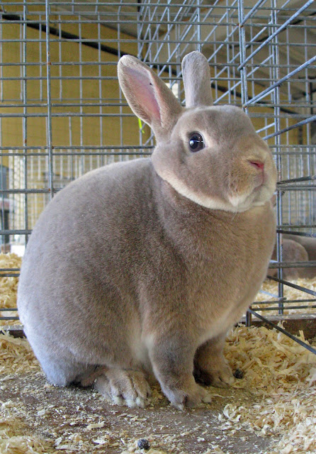 British Mini Rex visits Michigan - May 2013