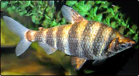 HEADSTANDER FISH photos - wallpapers | the fun bank