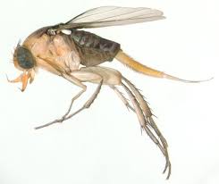 Insectos en la Investigación criminal : Insectos que participan en la ...