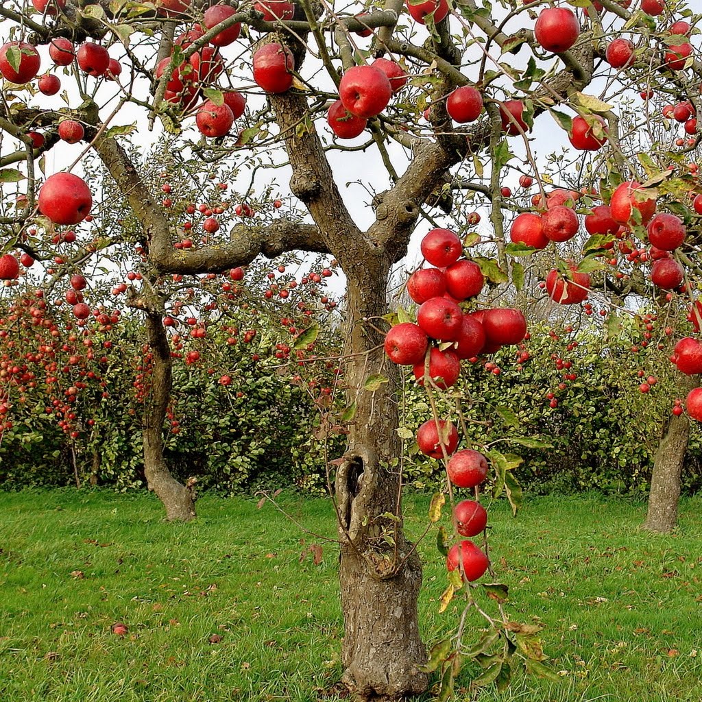 Autumn Red Apples Wallpaper - Wallpapers