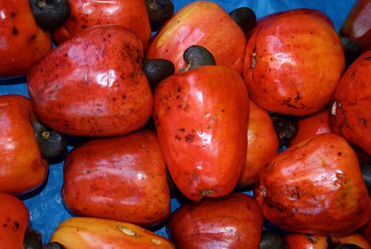 CUENTOS E HISTORIAS DE LA SELVA: EL MARAÑON O CASHO