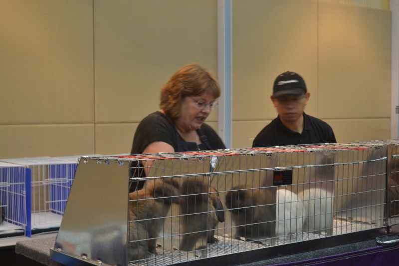 Fayuma Rabbitry: ARBA Rabbit Show '12