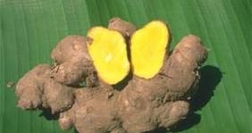 Manfaat dan Khasiat Bengle Sebagai Pengobatan Alternatif | -Petani TOP-