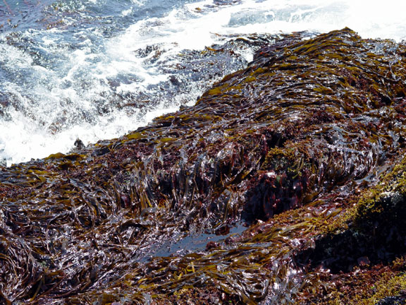 Penobscot Bay Blog: Penobscot Bay's (and Maine's) intertidal ecosystems ...