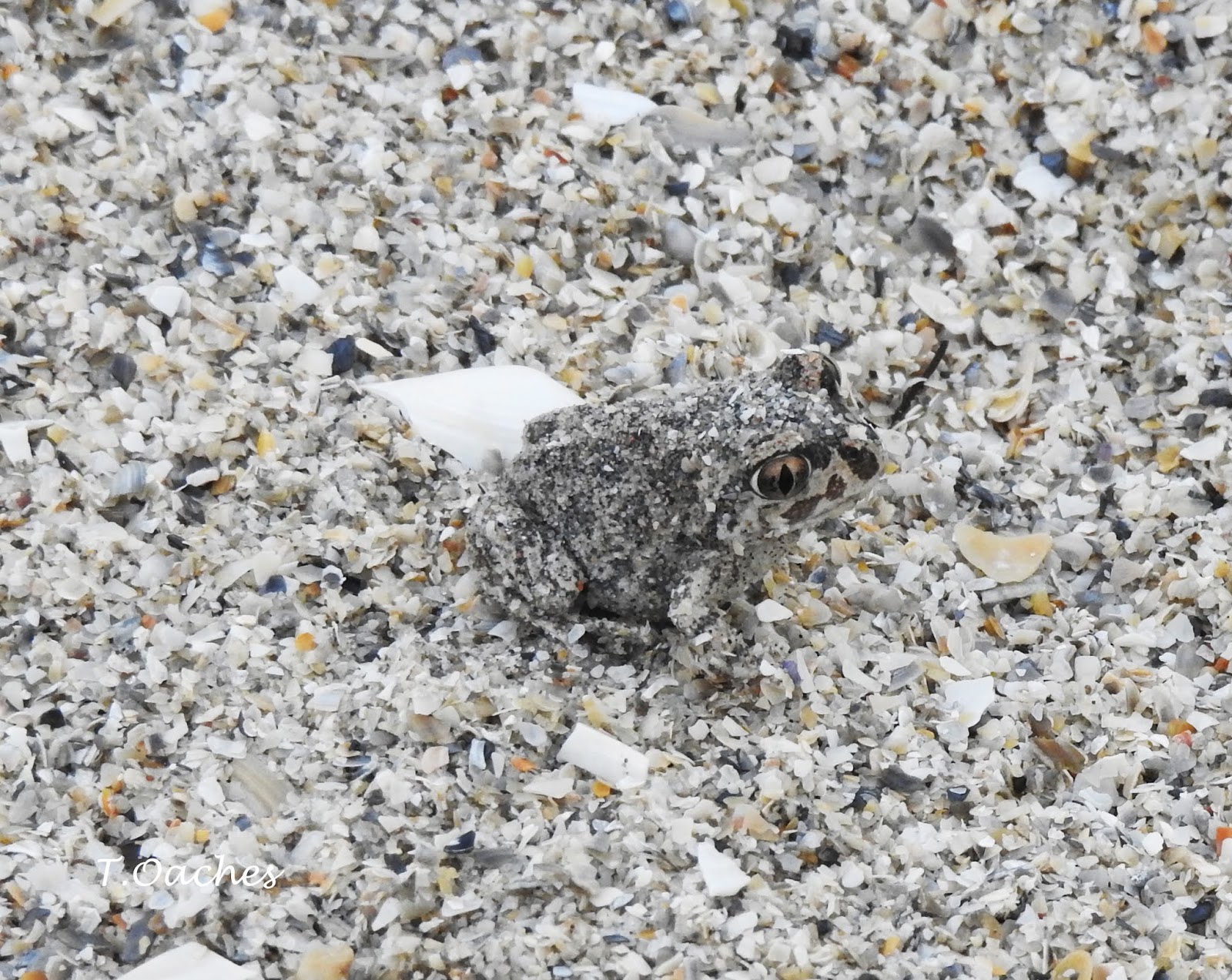 PASARI DIN ROMANIA: AMFIBIENI, Broaste, salamandre, tritoni