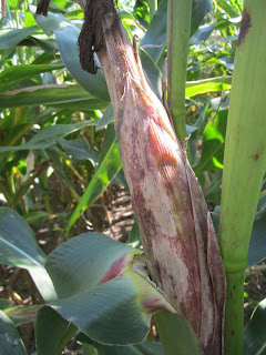 Grain Crops Update: Red corn leaves and stalks