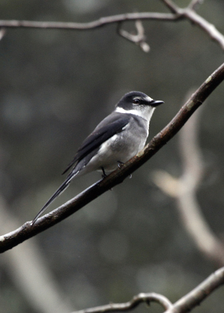 Travels with birds: Japan 2013 - 15,000 Cranes can't be wrong!