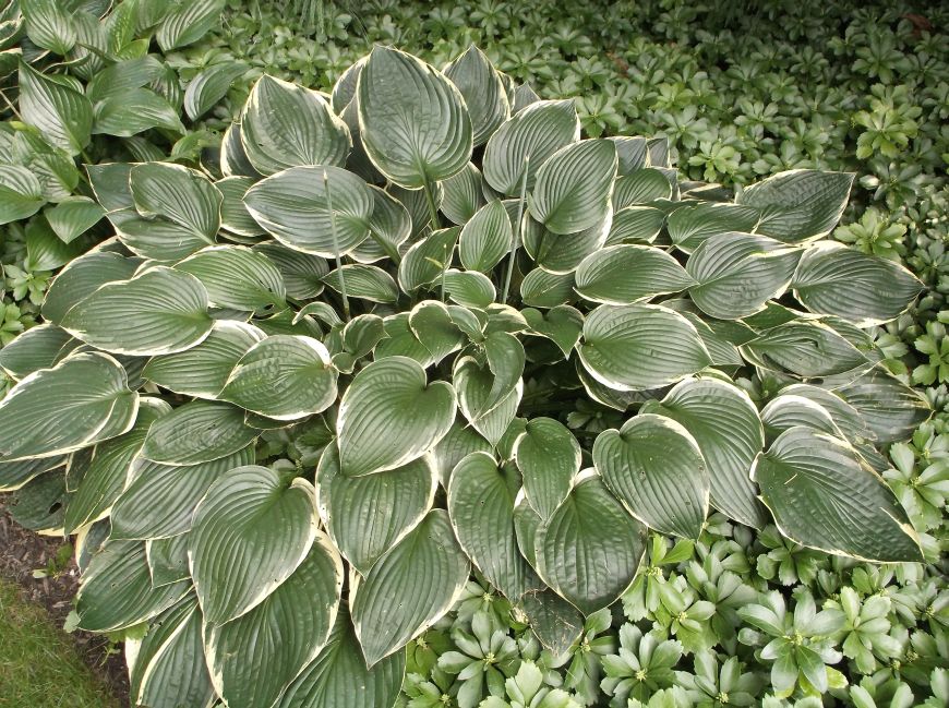 Future Plants by Randy Stewart: Hosta