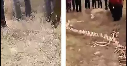 Serious Drama as Bizarre 60ft Long 'Dragon' Skeleton is Discovered In ...