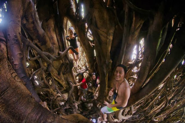 Balete Park & Millennium Tree: Largest Balete in Asia - I ♥ Tansyong™