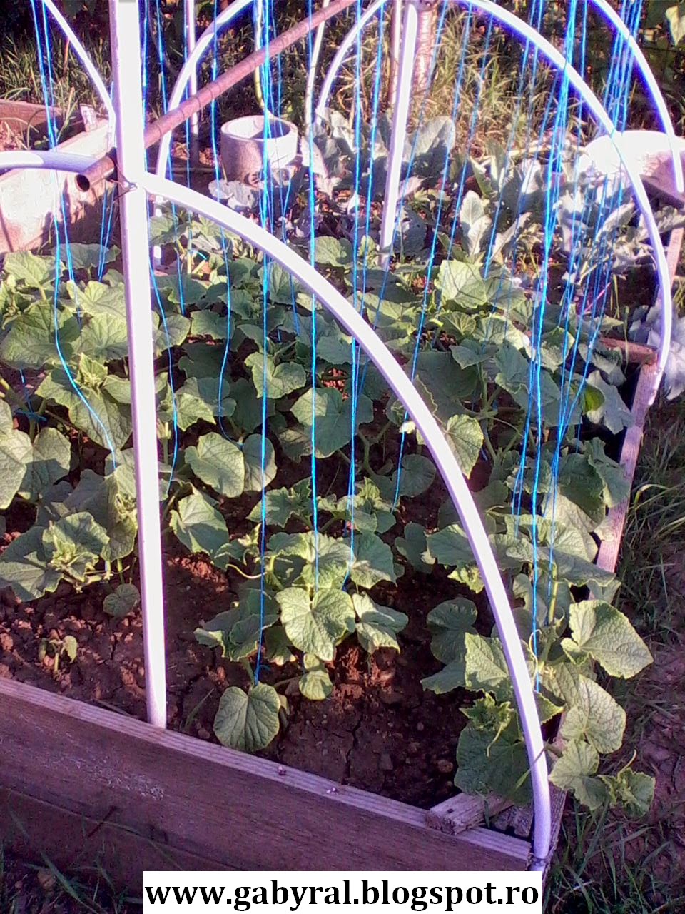 Straturi înălțate Iunie | BRICOLAJ - GRADINA - SFATURI si IDEI