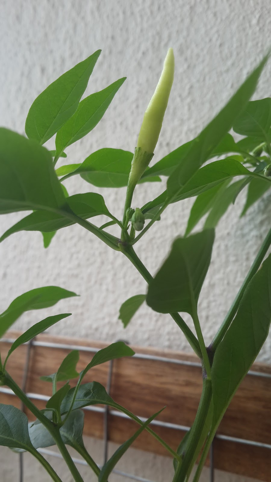 Hiking & Gardening: Kecil-kecil Cili Api