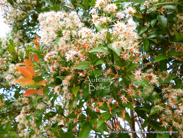 My Nice Garden: Eugenia oleina Tree - Syzygium myrtifolium