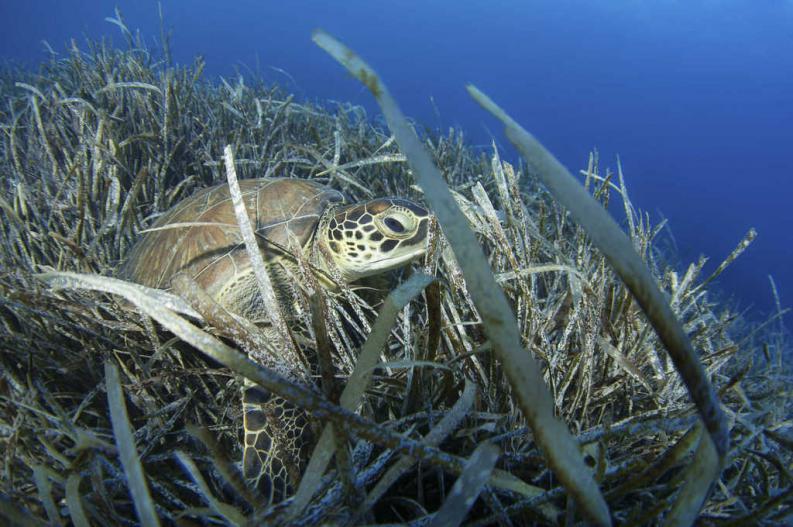 bioindicadores marinos: 3 especies de bioindicadores marinos