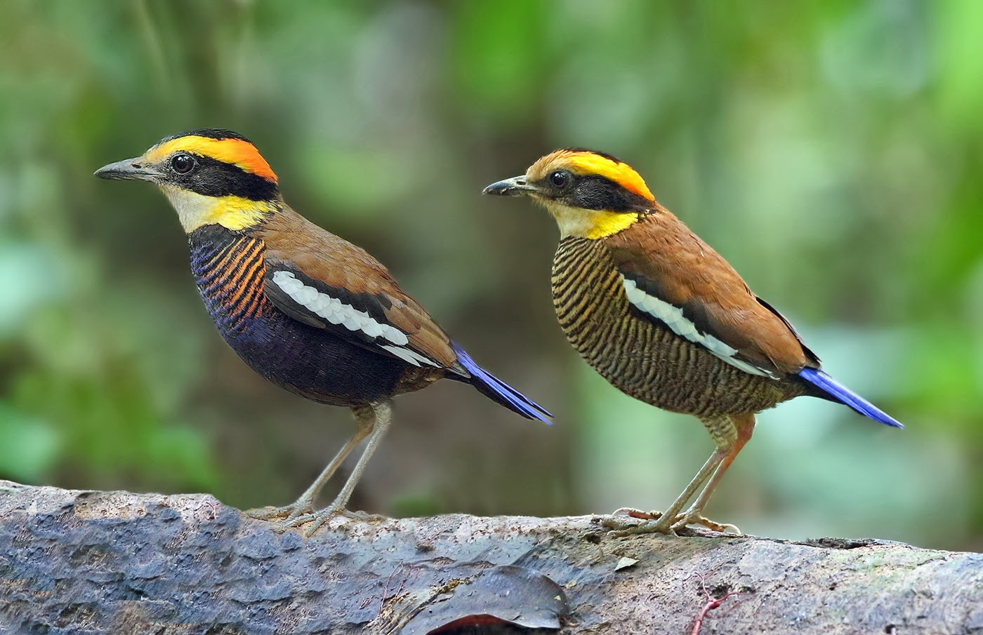 Taman Negara: the Merapoh entrance