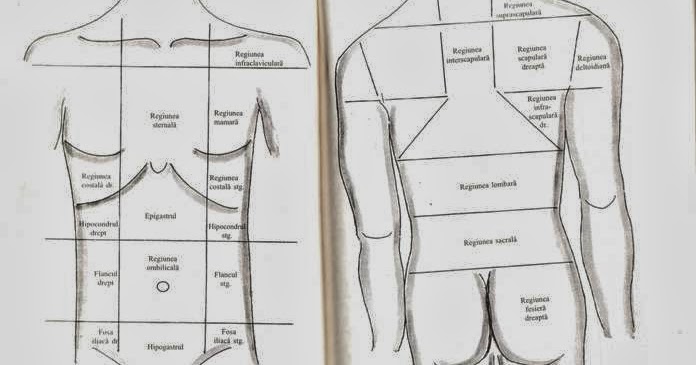 Regiunile Topografice Anatomice | Cursuri Asistent Medical Generalist