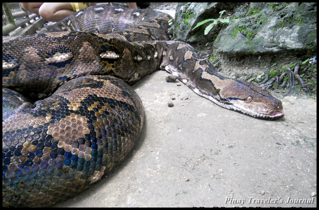 Wanderful Pinay: Prony the Python in Alburquerque | Frolics in Bohol