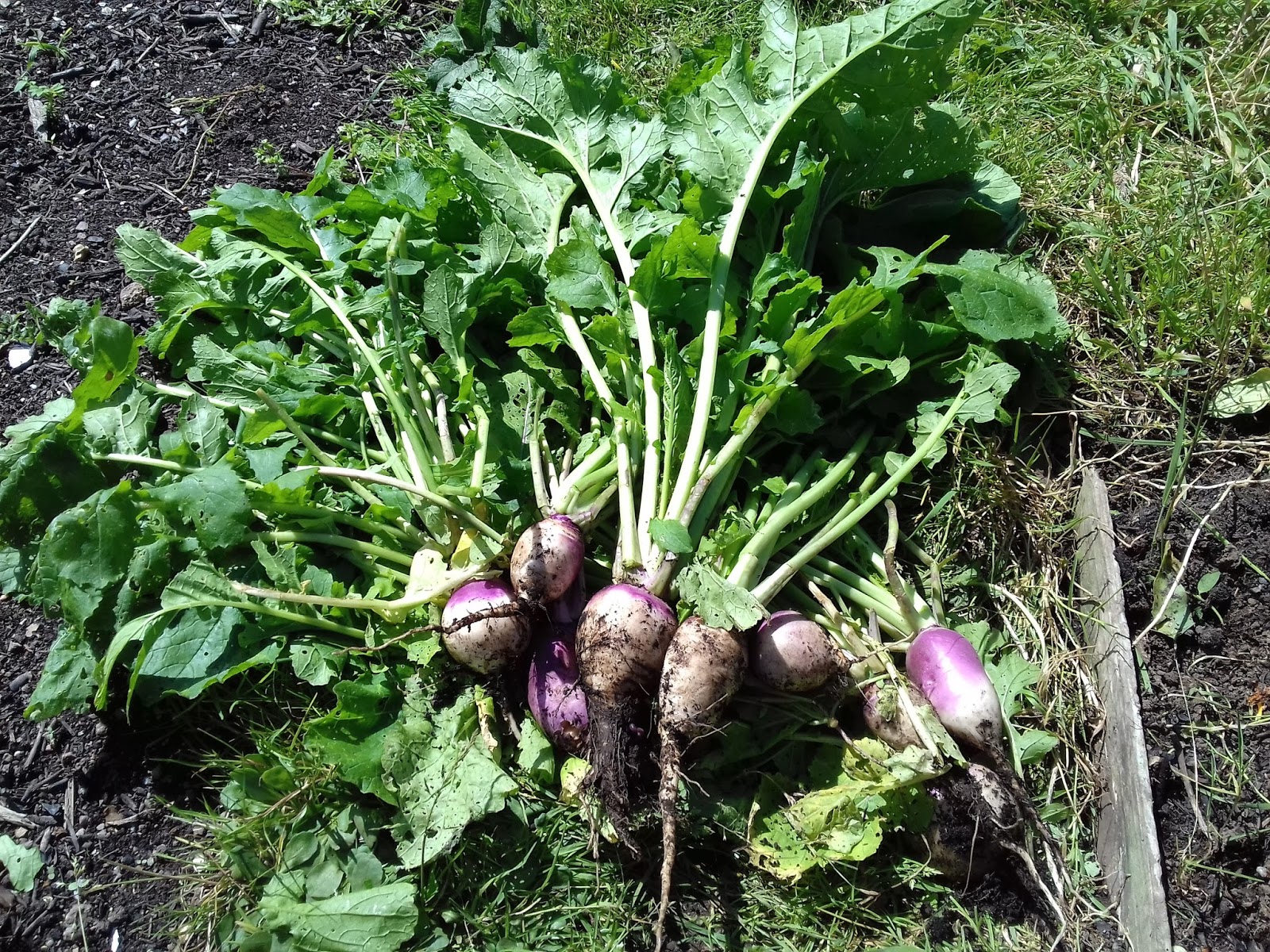 Allotment With A Sea View: Allotment Growing - Turnips - Thinning Seedlings