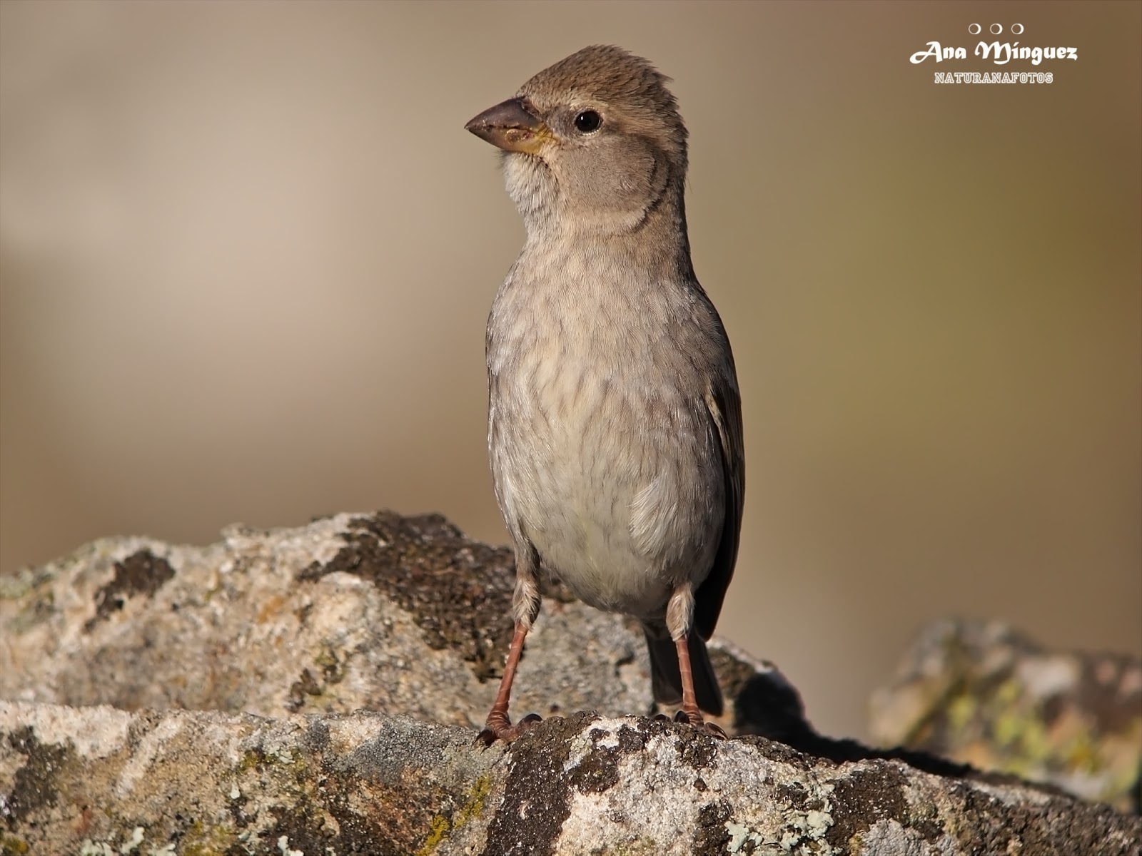 NATURANAFOTOS: Gorriones morunos..