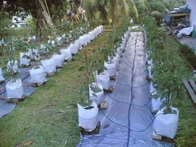 Sakiina Hydrofarm and Nursery: Alat-alat fertigasi