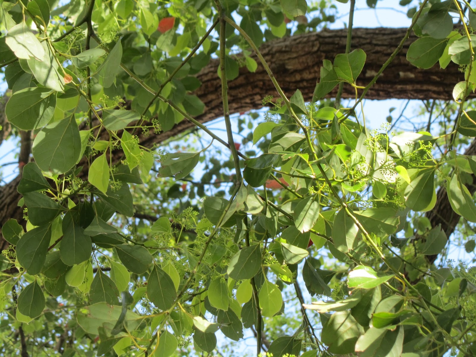 Come Coltivare la Pianta della Canfora (Cinnamomum camphora) ? | Il ...