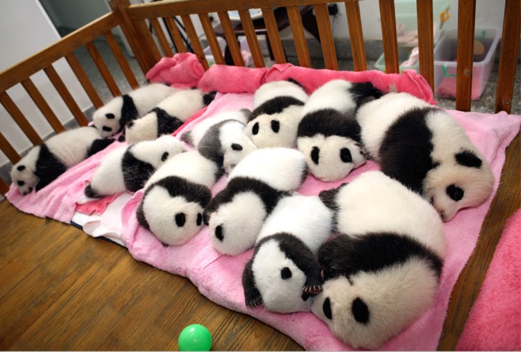 pink bubblegum princess: 5 gambar cute baby Pandas