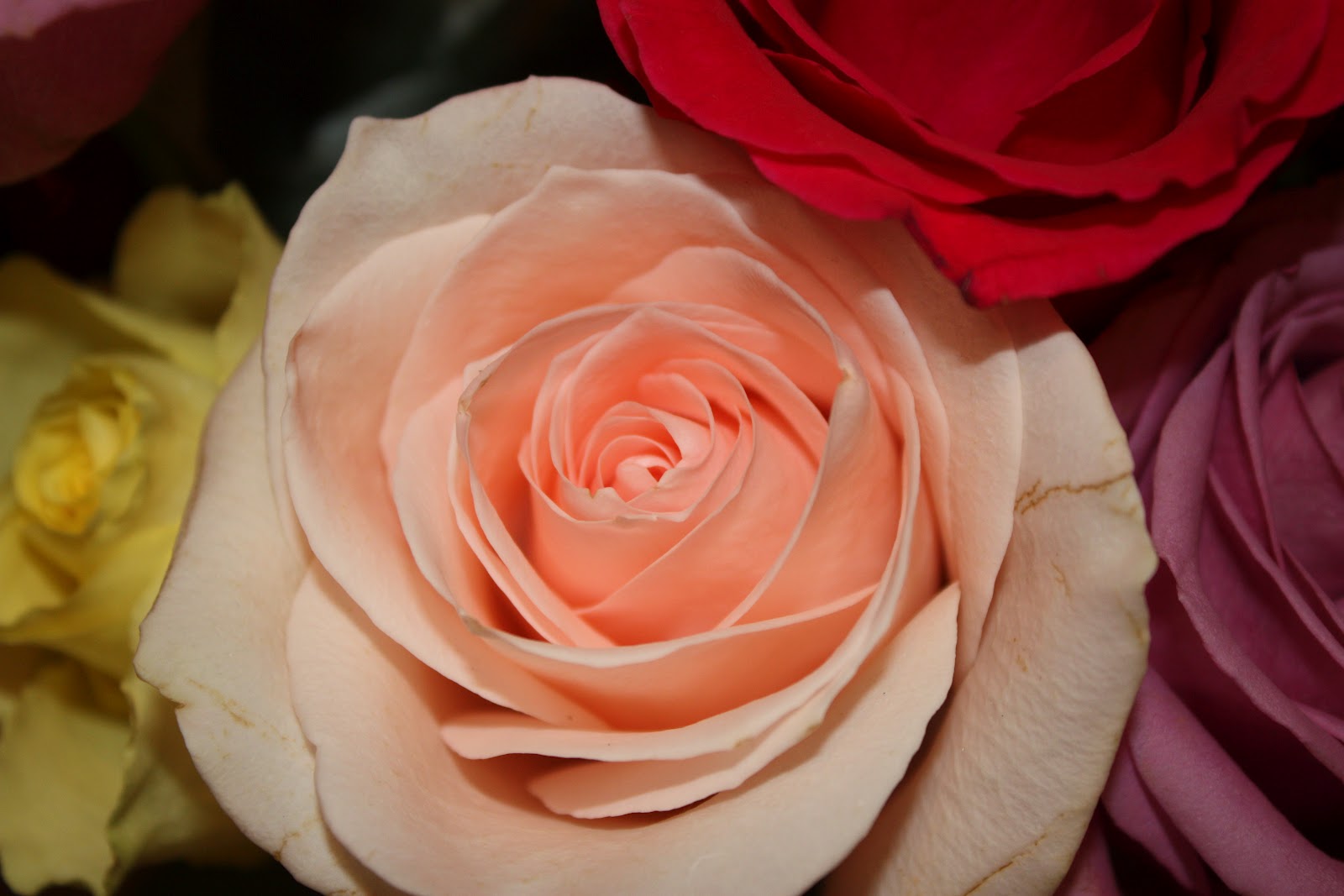 Tappingflamingo : ROSES ARE RED, YELLOW, PEACH, PINK, SALMON, PURPLE