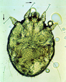 MEDICINA VETERINÁRIA - ANIMAIS DE COMPANHIA: DORAMECTINA NO TRATAMENTO ...