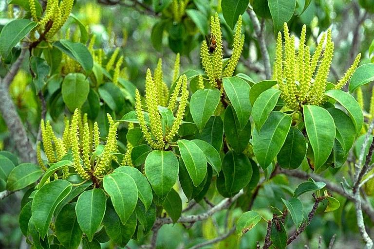 KeSEMaTPEDIA | Riset dan Database Mangrove: Sekilas Tentang Jenis ...