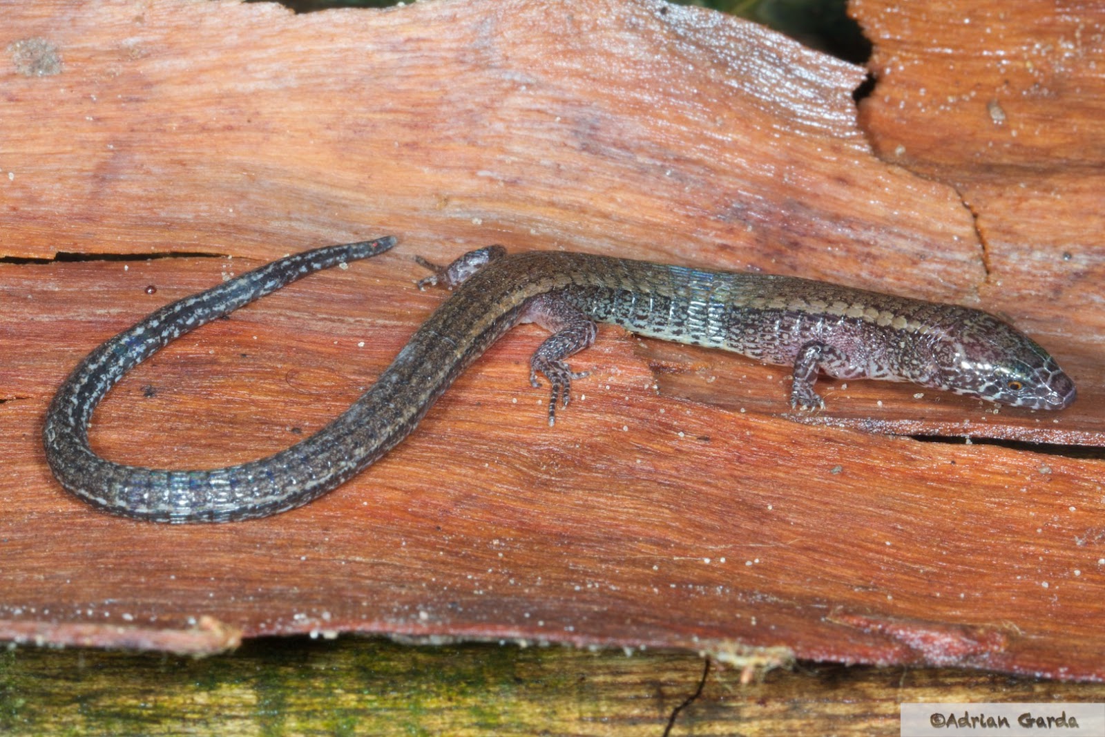 Scincomorpha - True Lizard