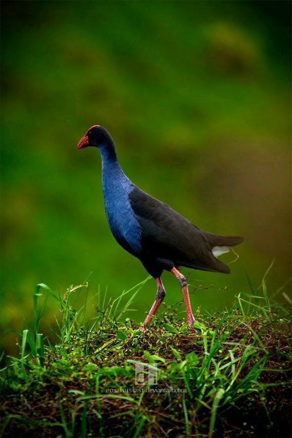 Birds in Thailand: Purple Swamphen