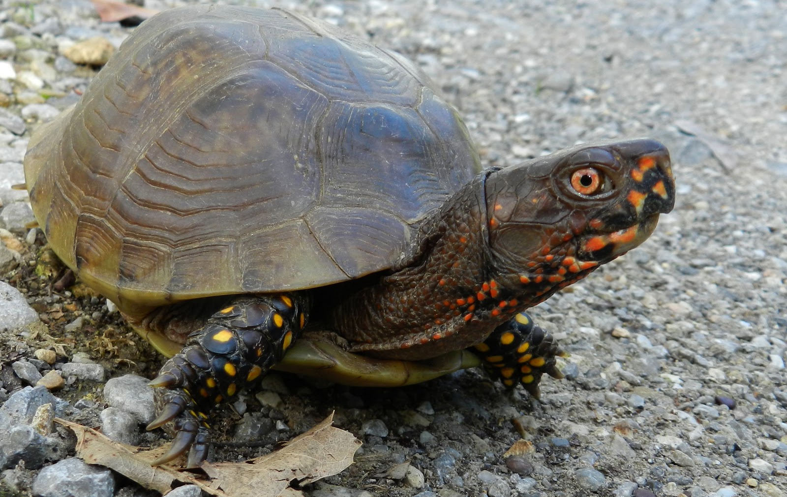 aubunique: Male box turtle now prowling World Peace Wetland Prairie in ...