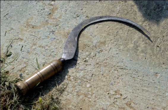 Infoseite zum traditional Shar Pei : Rute