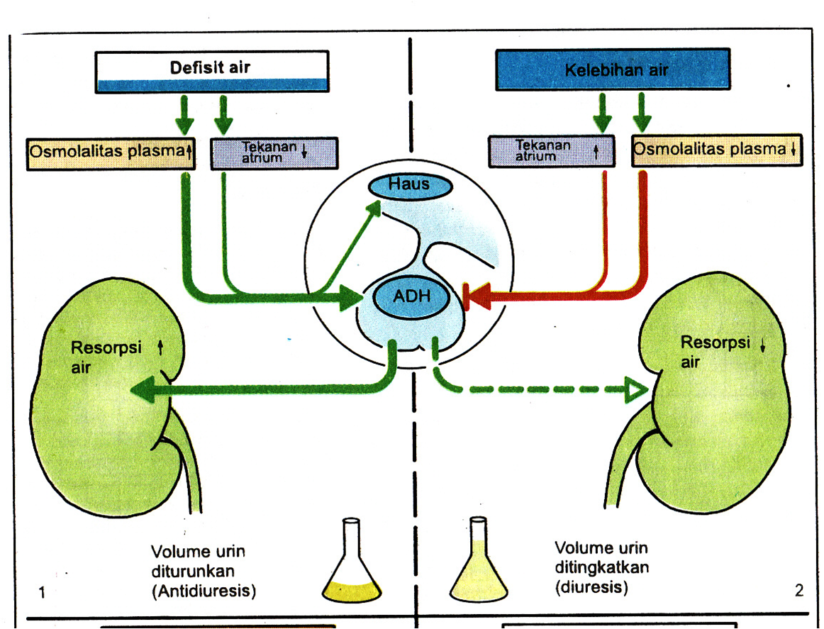 FISIOLOGI: Komposisi urine