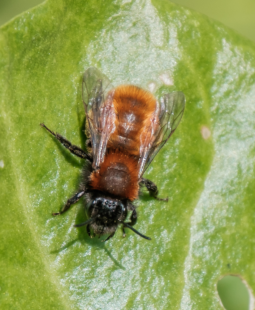 Ann Miles Blog: Bee flies, Bees and Fly