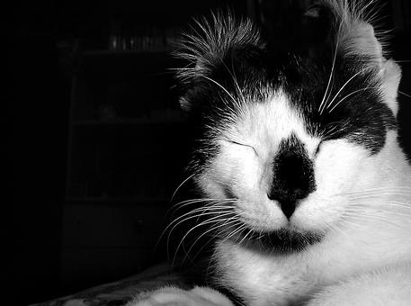 Universo Animal: ¿Por qué los gatos ronronean?