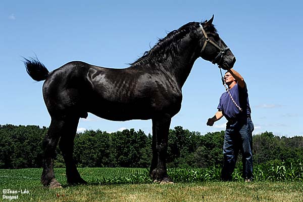 Percheron International: Percherons Du Michigan