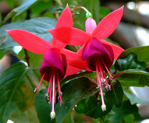 Viveros laynez: Fuchsia Hybrida