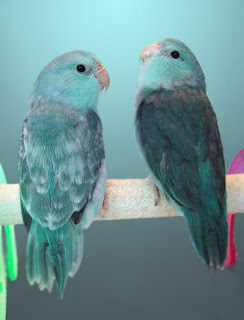blue pied parrotlets | Parrotlet Babies