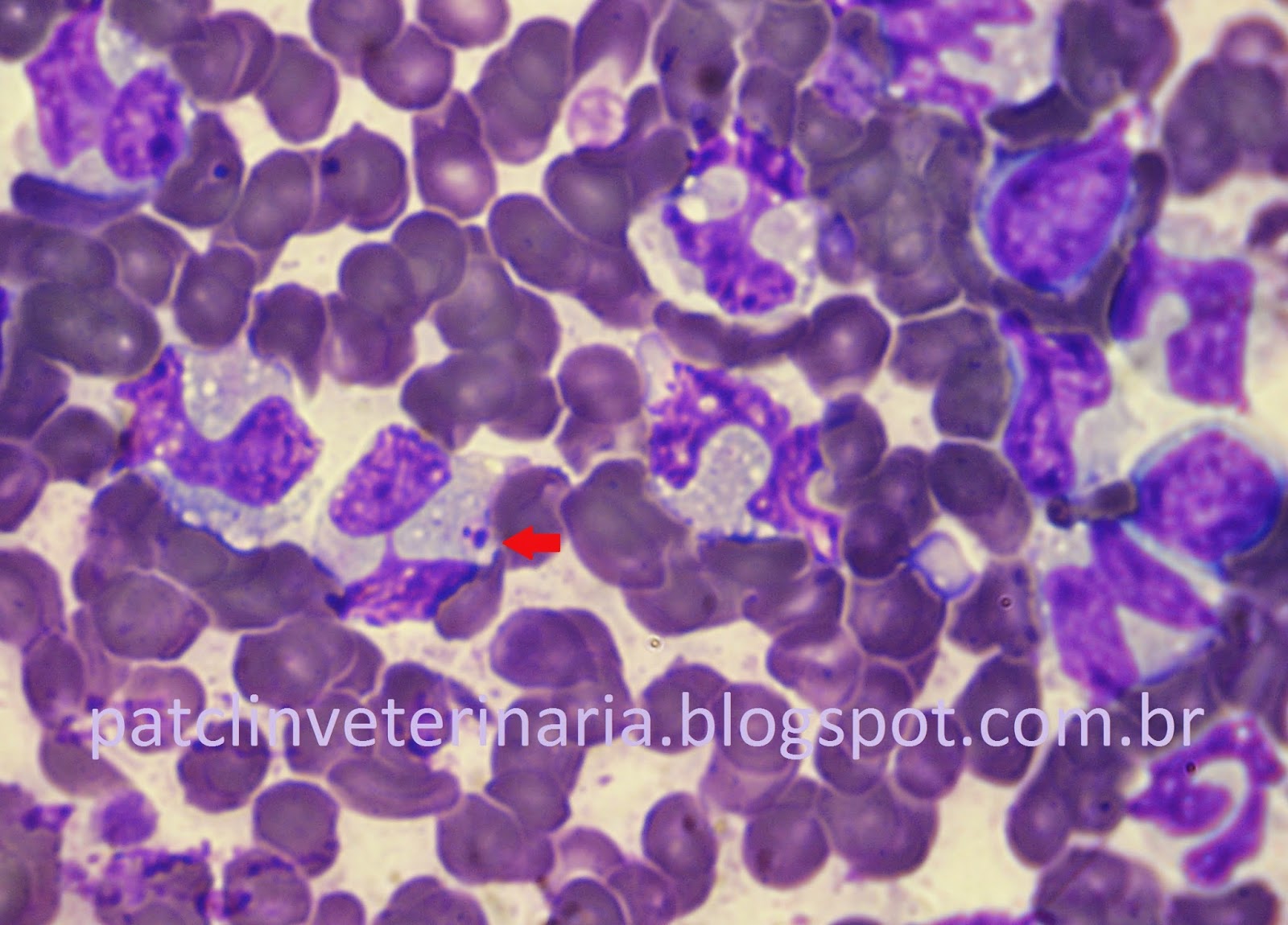 PATOLOGIA CLÍNICA VETERINÁRIA: Amastigotas de Leishmania spp. em sangue ...