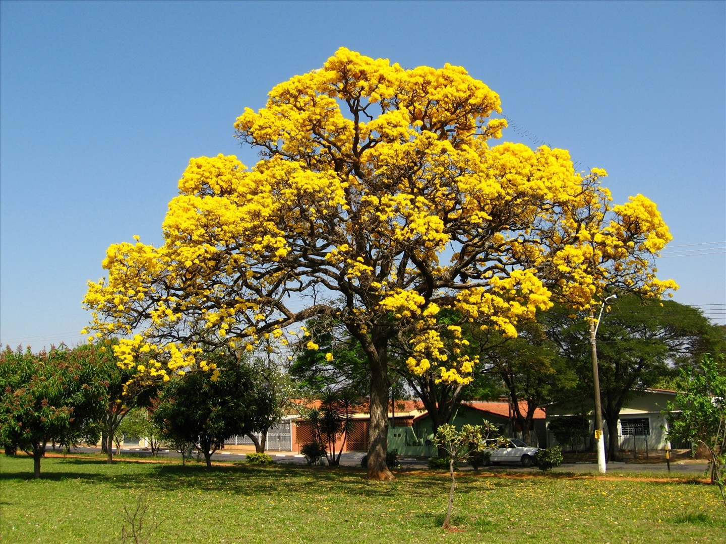 OS MELHORES LUGARES PARA AS GRANDES AVENTURAS : IPÊS AMARELO