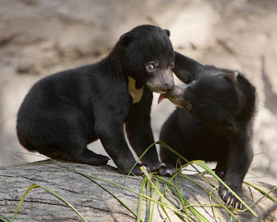 Sun Bear | The Life of Animals